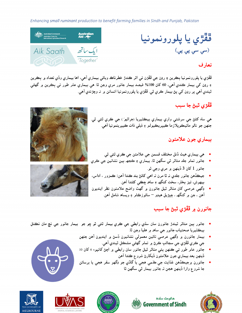 Contagious Caprine Pleuropneumonia (CCPP) | Aik Saath