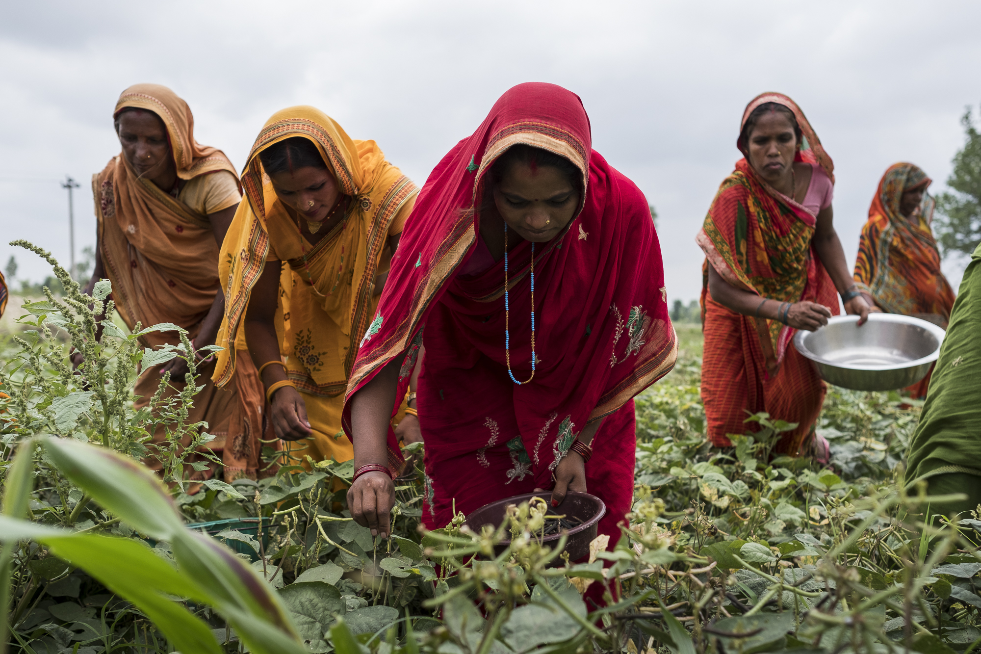 Sustainably supporting farmers in the Terai Region of Nepal – ACIAR SDIP