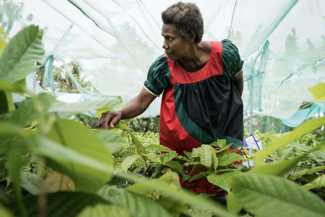 Galip Nut | Expanding Markets & Processing of Canarium Nuts | TADEP