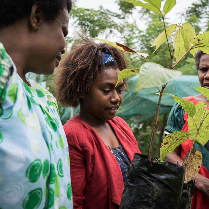 Galip Nut | Expanding Markets & Processing of Canarium Nuts | TADEP