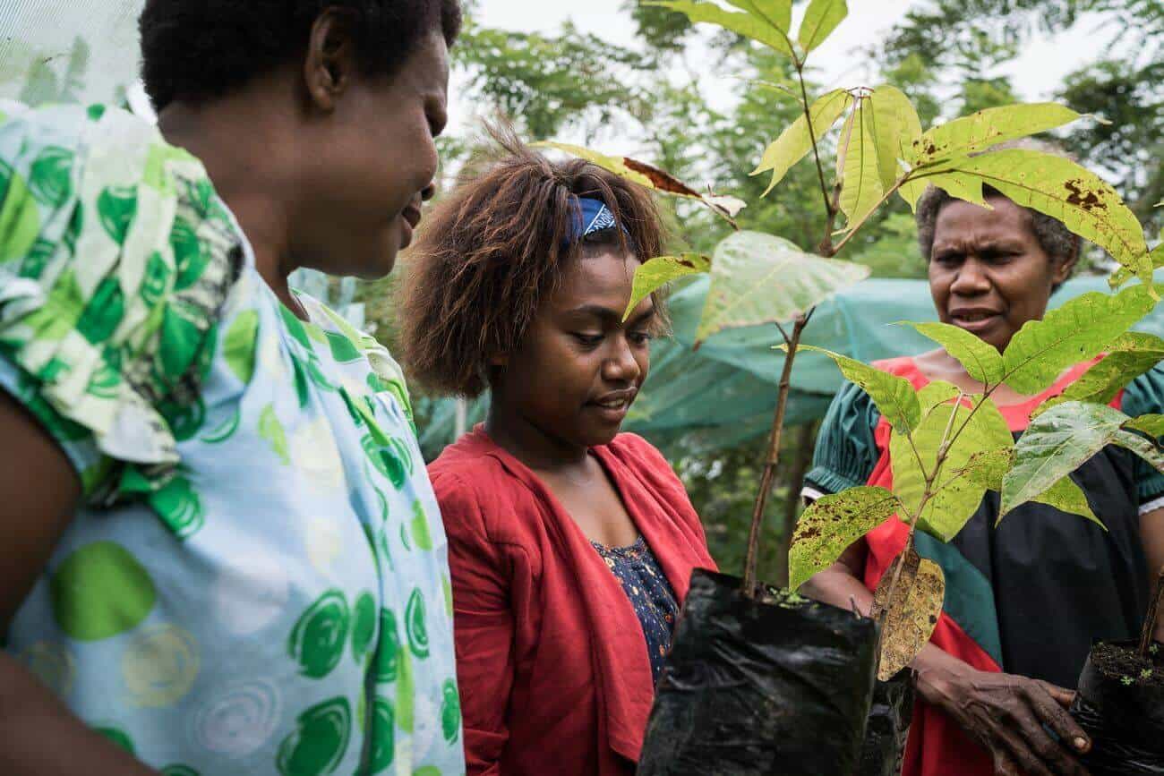 Galip Nut | Expanding Markets & Processing of Canarium Nuts | TADEP