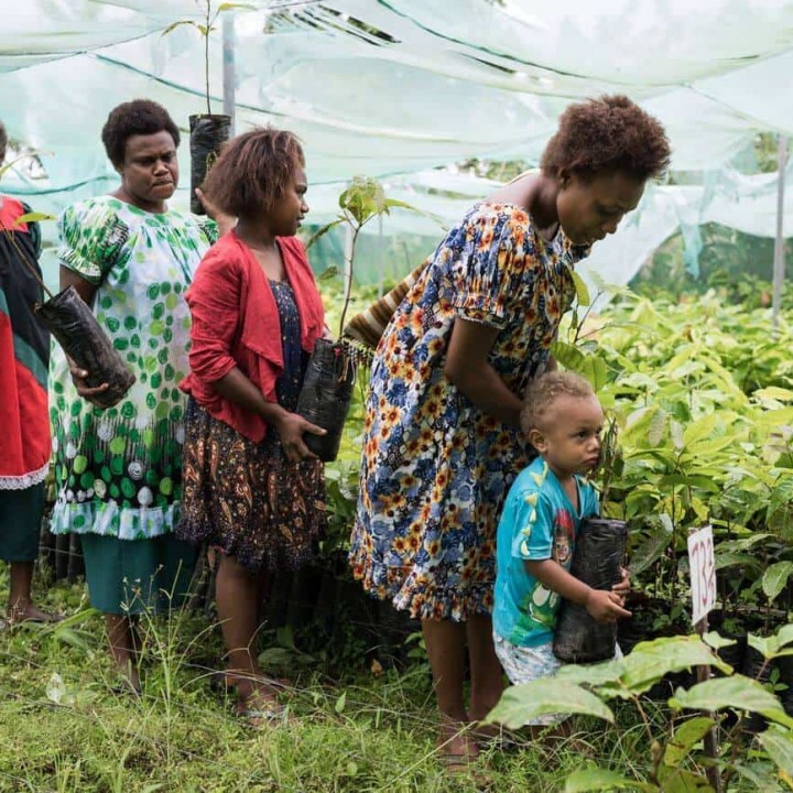 Galip Nut | Expanding Markets & Processing of Canarium Nuts | TADEP