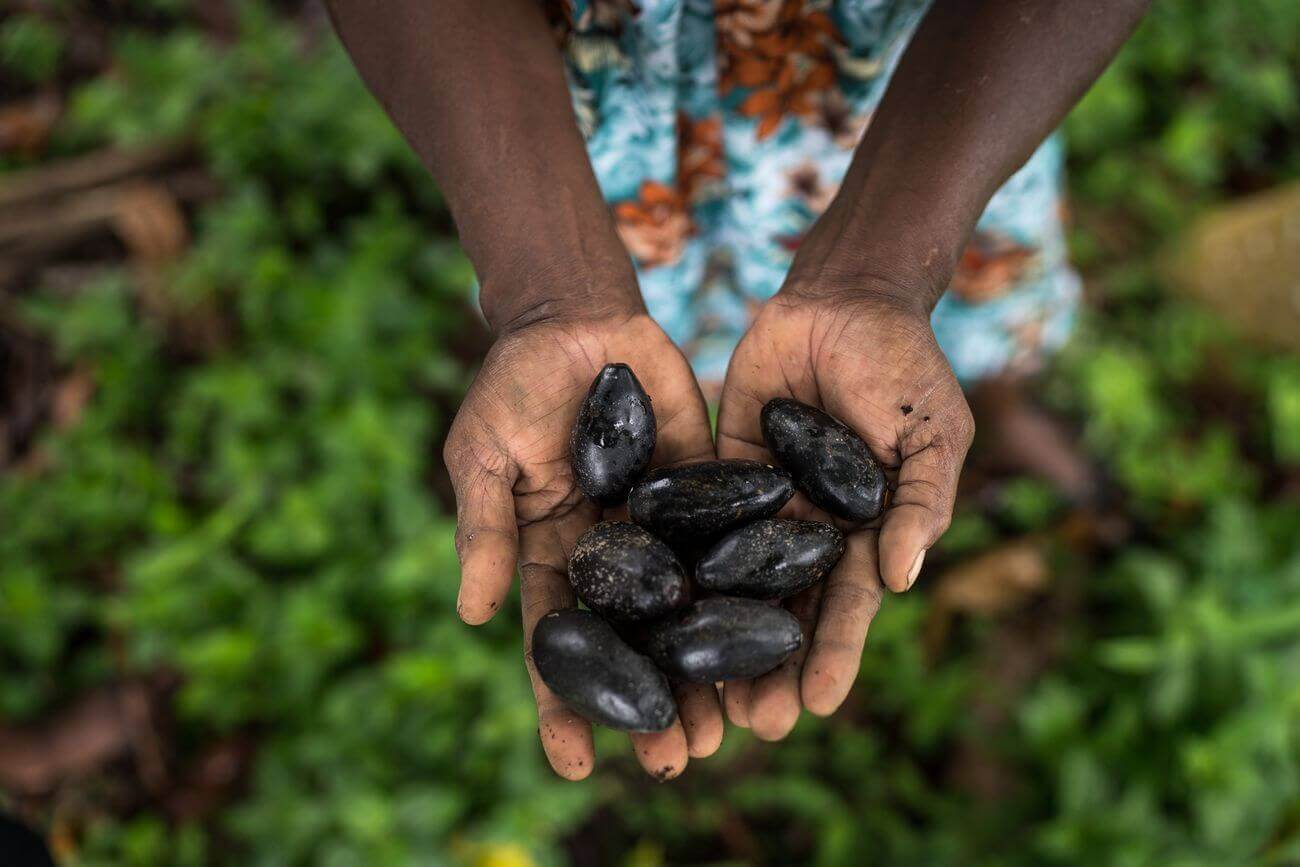 Galip Nut | Expanding Markets & Processing of Canarium Nuts | TADEP