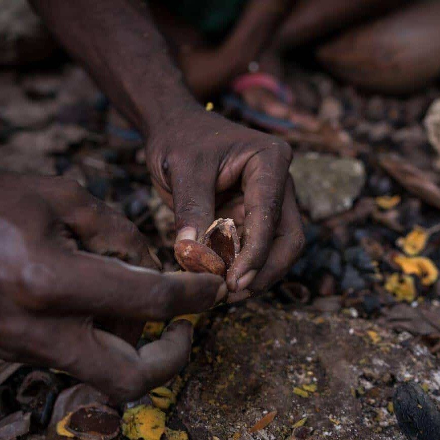 Galip Nut | Expanding Markets & Processing of Canarium Nuts | TADEP